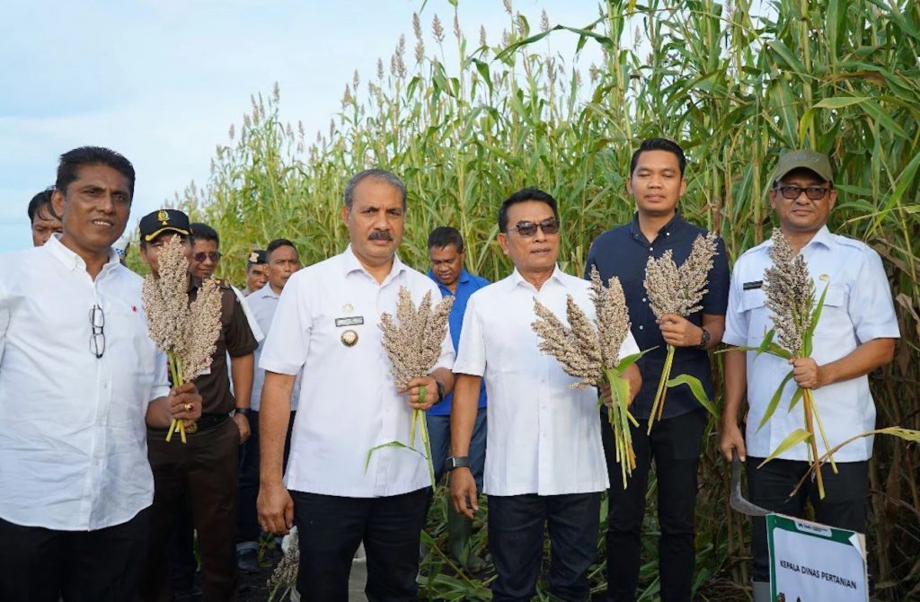 Antisipasi Krisis Pangan, Moeldoko Kembangkan Sorgum di NTT – PENA TIMOR
