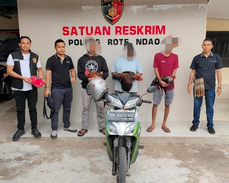 Gerebek Judi Ayam di Rote, Polisi Amankan 3 Pelaku – PENA TIMOR